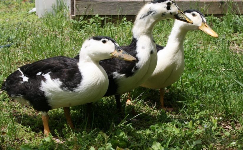 Duck-Safe Plants and Weeds From the Garden - Backyard Poultry